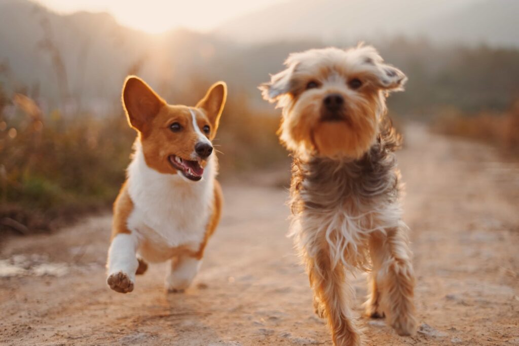 Canine Cardiology: Managing Heart Failure in Dogs | Ethical Agents