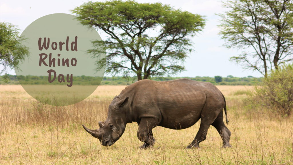 Celebrating World Rhino Day: Preserving a Precious Heritage - Ethical ...